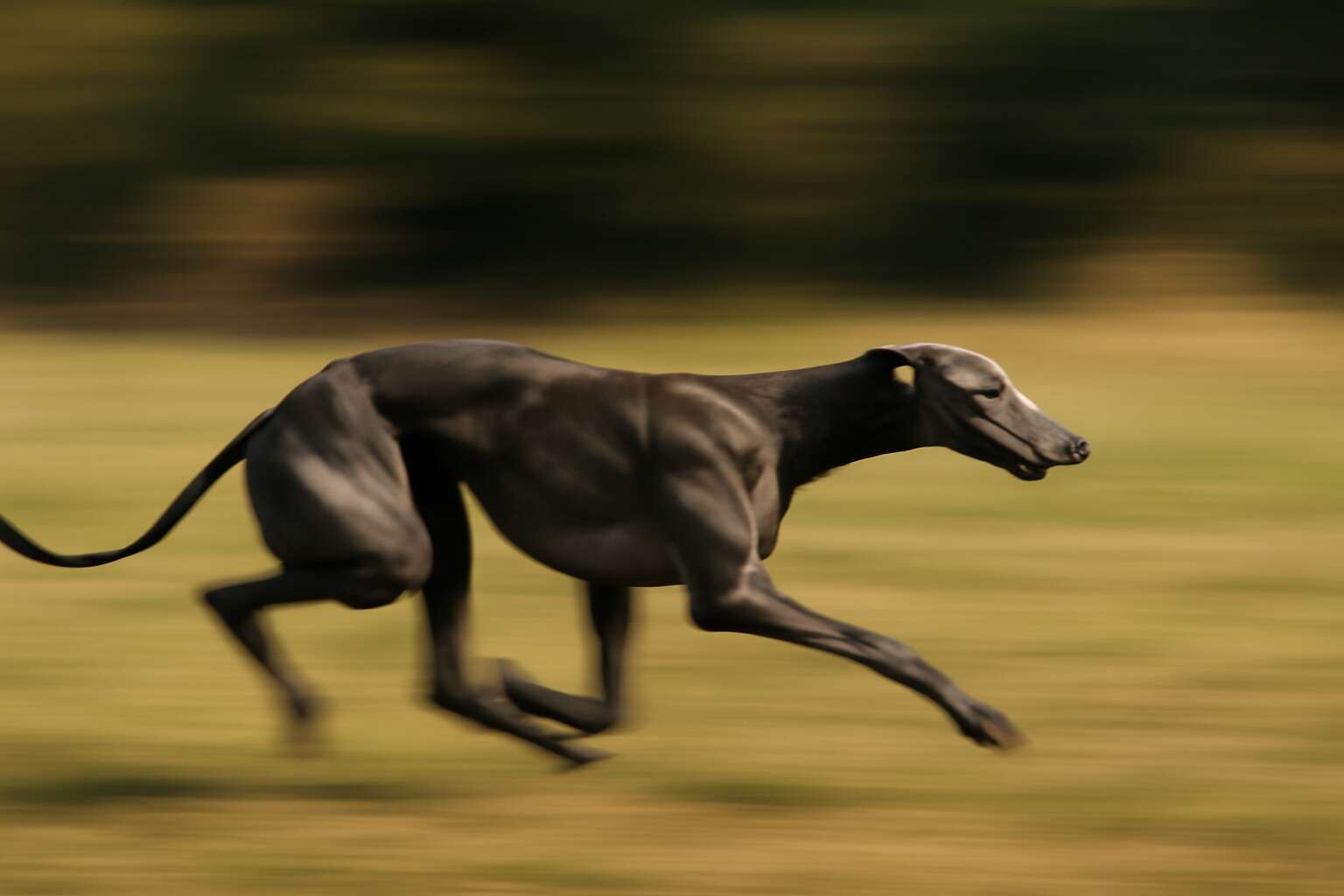Meet the Fastest Dog in the World: Speedster with Unmatched Agility and ...